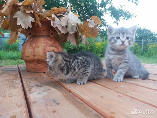 Котята. девочки мама- тайских кровей.папа- крысоло