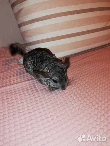 Две шиншиллы