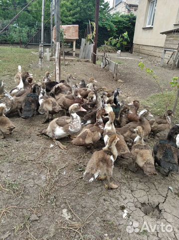 Продаются индоутята