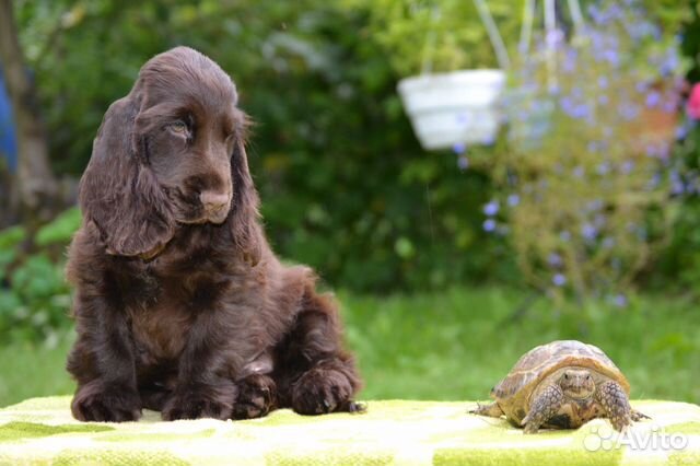 Спаниель-шоколадка