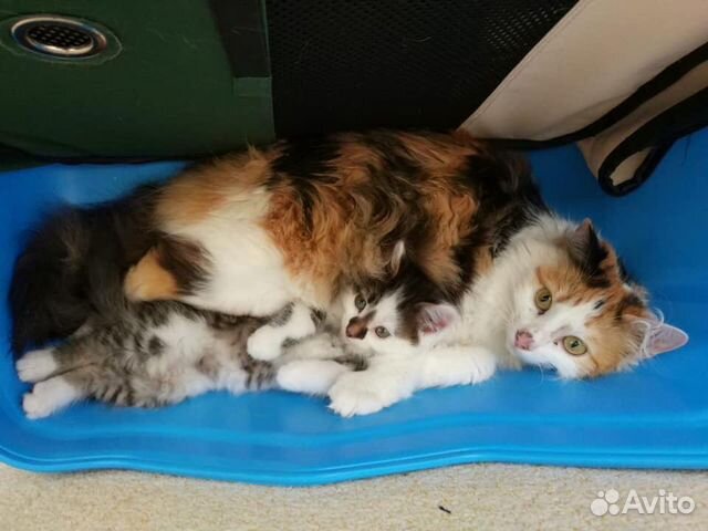 Кошка и котятки