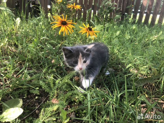 Котятки 2 месяца сестренки