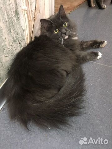 Кошечка Маркиза ищет дом