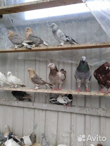 Декорация и Бойные породы Голубей Турецкая Такла и