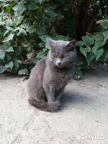 Кошечка Голубика хочет домой
