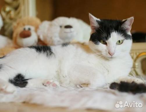 Кошечка Галактика с космическим характером в дар