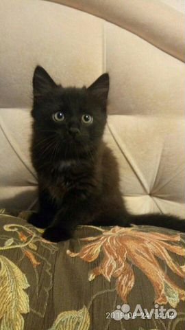 Катенок. Мальчик