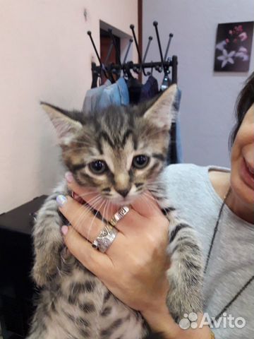 Котенок на счастье. Серая киска и черный кот