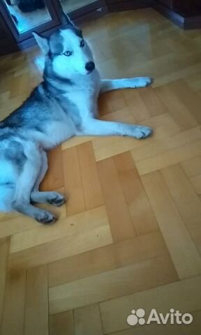 Вязка Сибирский Хахки