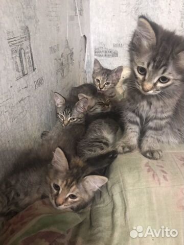 Милые полосатики)