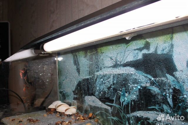 Черепаха красноухая