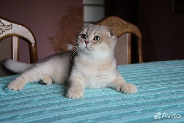 Кошечка скоттиш-фолд голубое золото ay25
