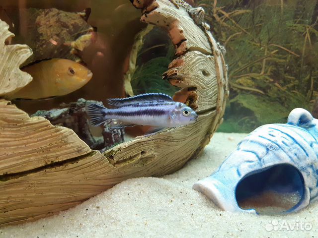 Меланохромис майнгано