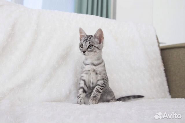 Котята-метисы редкого окраса, 2,5 месяца