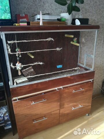 Попугай неразлучник