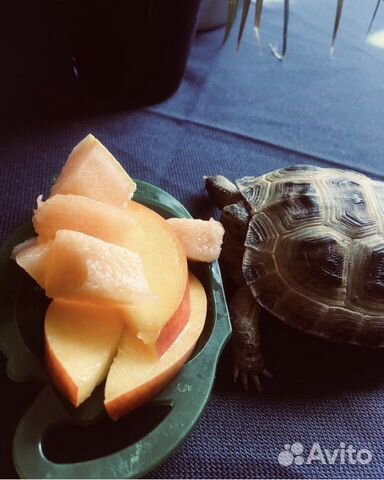 Черепаха сухопутная Мальчик 2 года