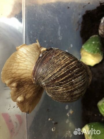 Улитки ахатины