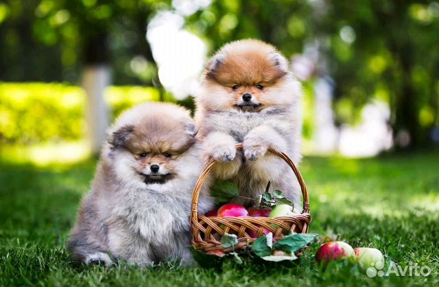 Девочки памераночки