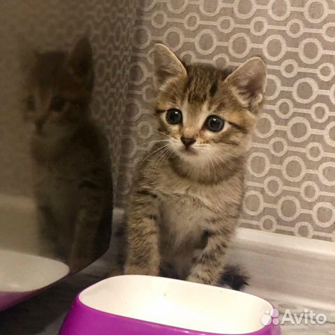 Котенок в добрые руки