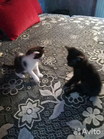 Отдам котят 1,5 месяца, потомственные крысоловы