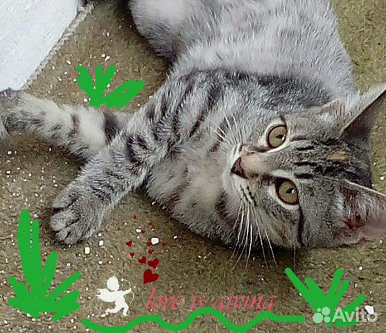 Красивейший котенок в добрые руки