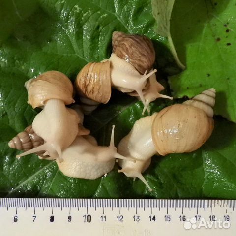 Улитки Ахатина белые