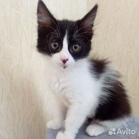 Много обалденных котят