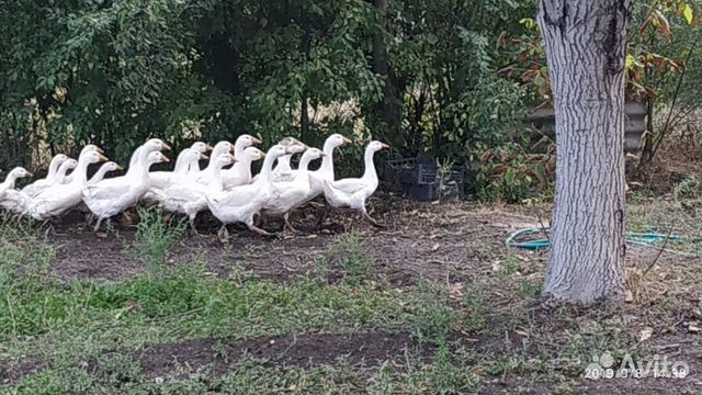 Гусята подрощенные