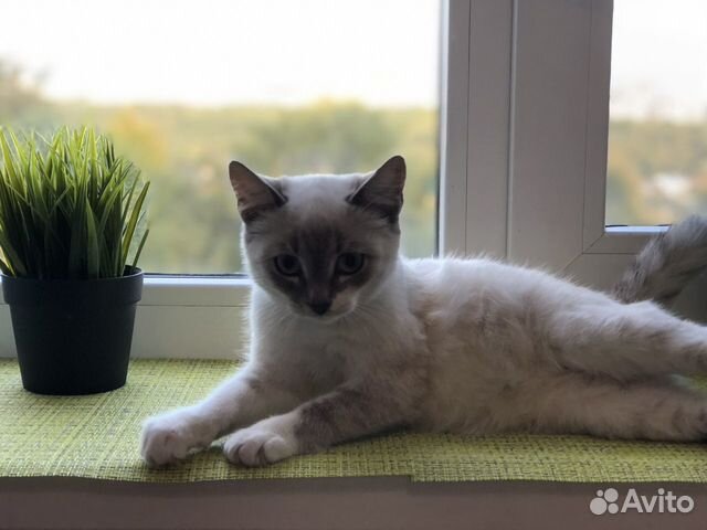Голубоглазый тайский котенок
