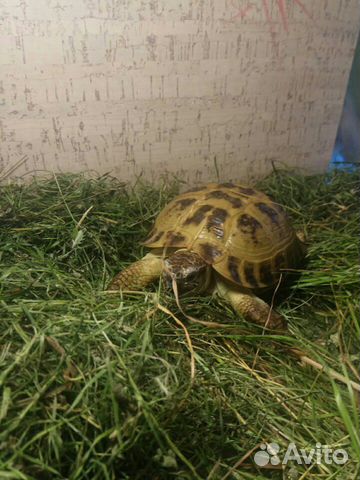 Черепаха сухопутная+террариум