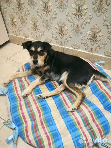 Рокки - чудо мальчик, с отличным характером