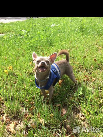 Мальчик чихуахуа ищет невесту