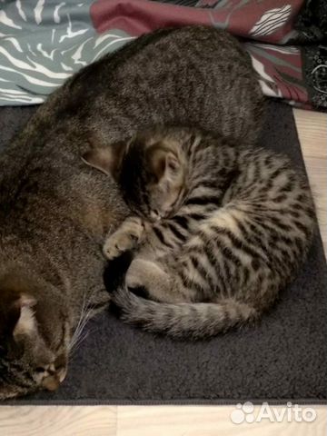 Котенок дворянской породы