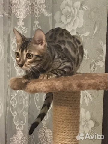 Бенгальская кошечка