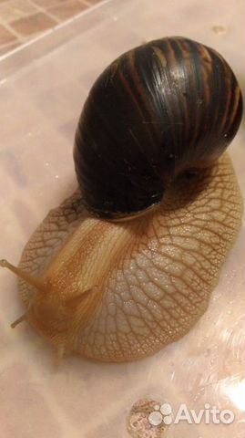 Улитки ахатины