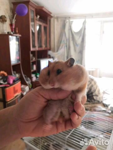 Элита Сирийские Хомки,Москва,м. Каховская