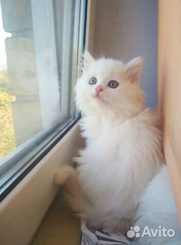 Котенок