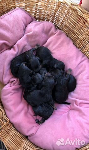 Шикарные ягдтерьерчики