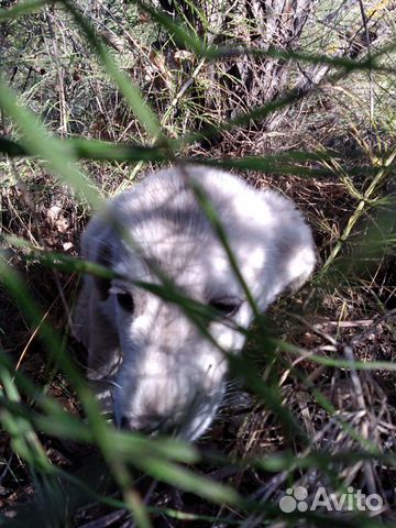 Щенок ищет семью беляш