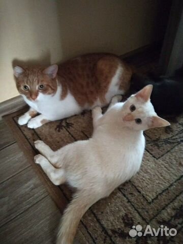 Котенок