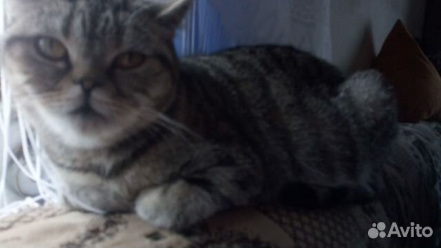 Кошка 2года помесь