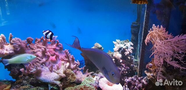 Продается морской аквариум с живыми кораллами шоу