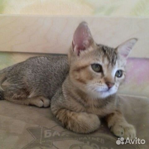 Шотландские котята, две девочки