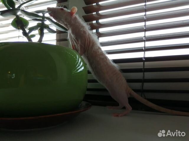 Крысы дабл рекс редкой породы