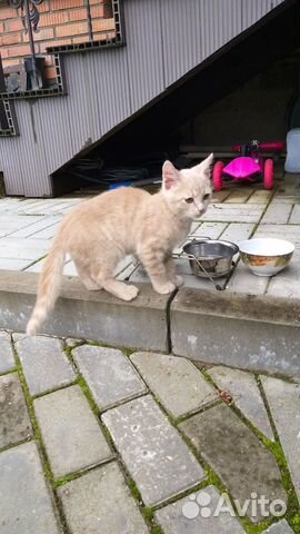 Котёнок Яшка в добрые руки