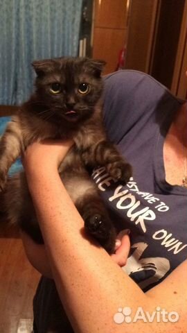 Молодая вислоухая кошка