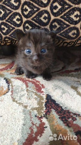 Отдам в добрые руки котят