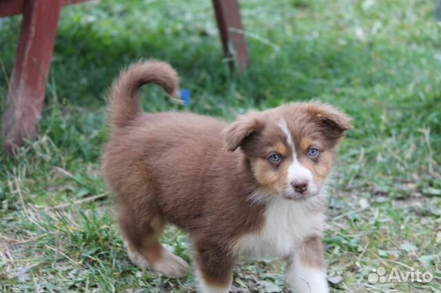 Аусси австралийская Овчарка