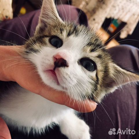 Китя получёрный нос