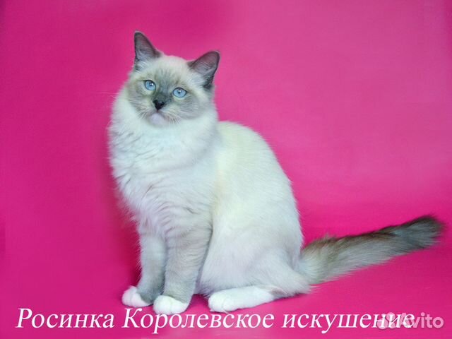 Невские маскарадные подрощенные котята